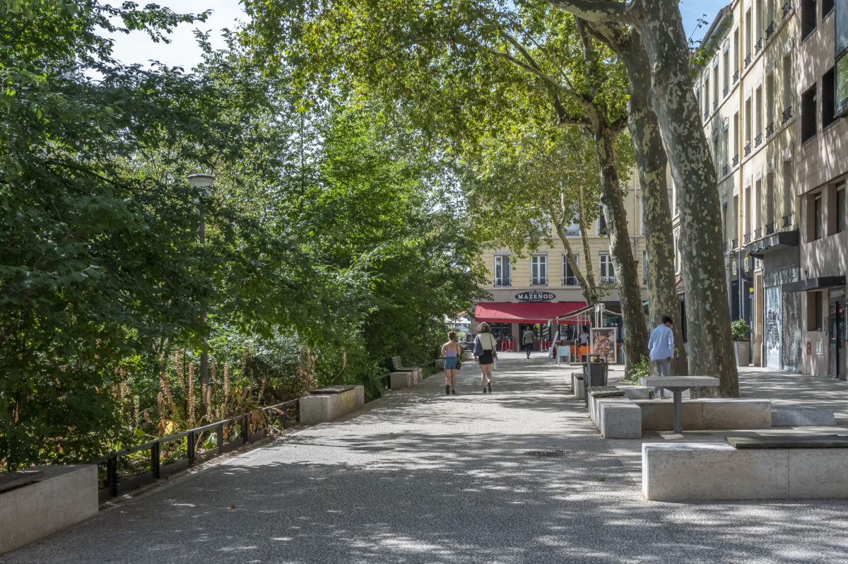 Faire baisser la température en ville en multipliant le nombre d’arbres ...